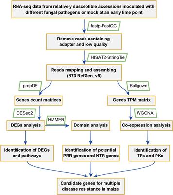 Frontiers | Comparative transcriptome meta-analysis reveals a set of ...