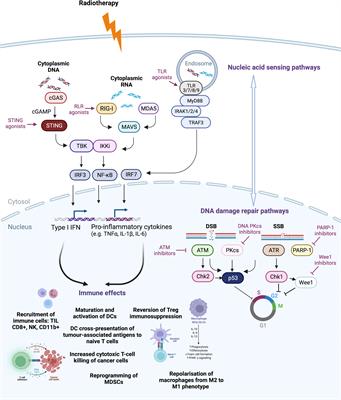 Frontiers | Enhancing anti-tumour innate immunity by targeting the DNA ...