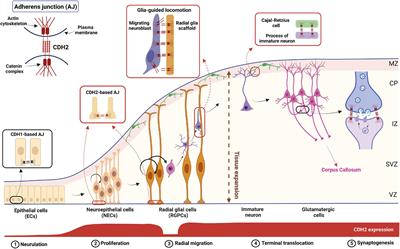 Frontiers | Flying under the radar: CDH2 (N-cadherin), an important hub ...