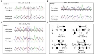 Frontiers | Novel mutations in GJB1 trigger intracellular aggregation ...