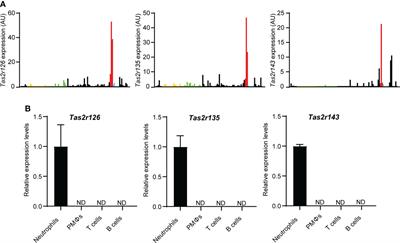 Frontiers | Tas2R signaling enhances mouse neutrophil migration via a ...