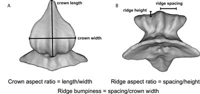 Frontiers | Ridges and riblets: Shark skin surfaces versus biomimetic ...