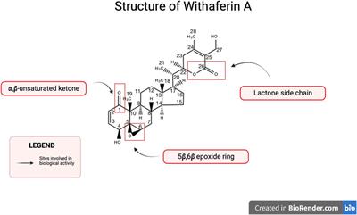 Frontiers | Evaluating anticancer properties of Withaferin A—a potent ...