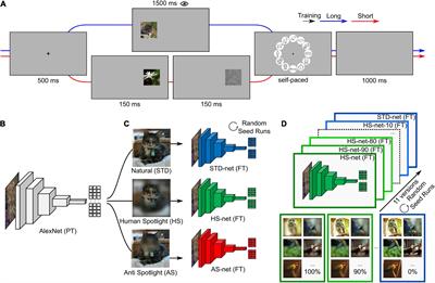 Frontiers | Guiding visual attention in deep convolutional neural ...