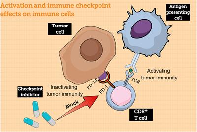 Frontiers | Immunotherapy resistance in esophageal cancer: Possible ...