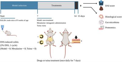 Frontiers | The effect of tuina on ulcerative colitis model mice ...
