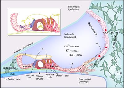 Frontiers | Pathological mechanisms of connexin26-related hearing loss ...