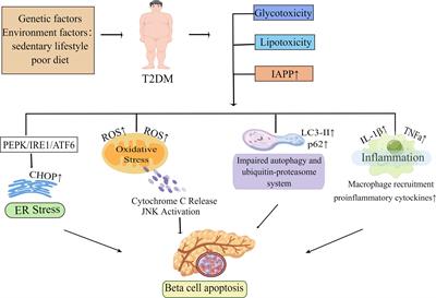 Frontiers | Research progress on the mechanism of beta-cell apoptosis ...