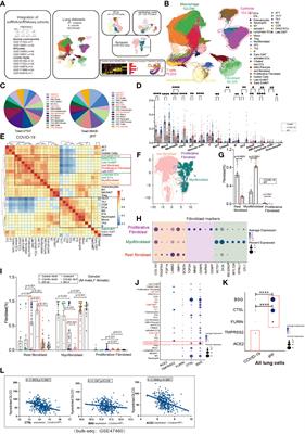 Frontiers | Single cell meta-analysis of EndMT and EMT state in COVID-19