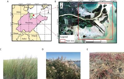 Frontiers | Vegetation changes in Yellow River Delta wetlands from 2018 ...