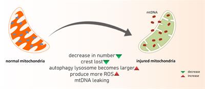 Frontiers | MSC-EVs transferring mitochondria and related components: A ...