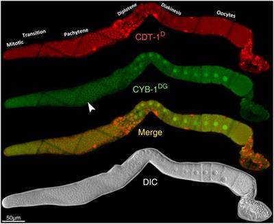 Frontiers | Initial characterization of gap phase introduction in every ...