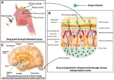 Frontiers | Nasal delivery of neurotherapeutics via nanocarriers ...