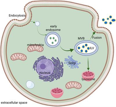Frontiers | Multiple roles of neuronal extracellular vesicles in ...