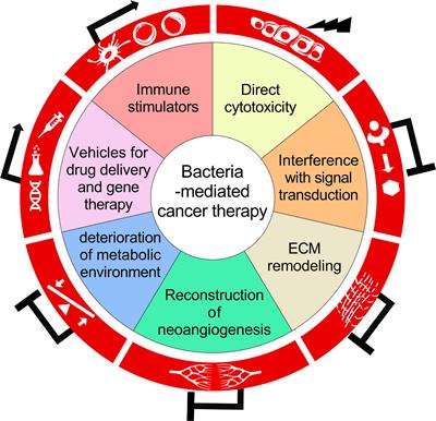 Frontiers | Bacteria-mediated cancer therapy: A versatile bio-sapper ...