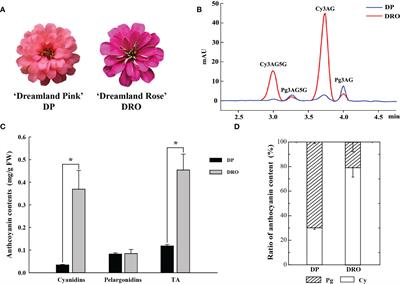 Frontiers | ZeMYB9 regulates cyanidin synthesis by activating the ...