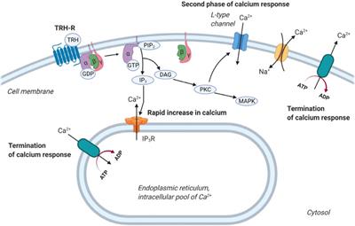 Frontiers | Biochemical and physiological insights into TRH receptor ...