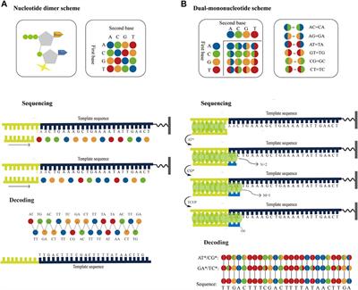 Frontiers | Methods to improve the accuracy of next-generation sequencing