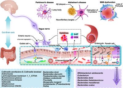 Frontiers | The contribution of gut-brain axis to development of ...