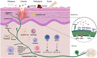Frontiers | In vitro models for investigating itch