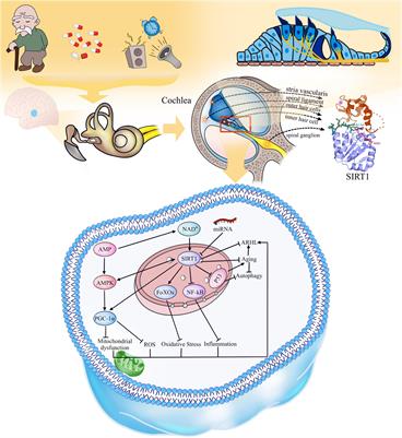 Frontiers | Potential therapeutic role of SIRT1 in age- related hearing ...