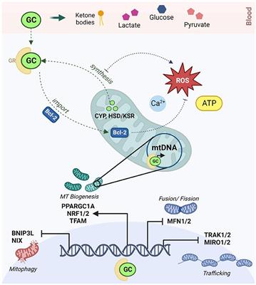 Frontiers | A molecular framework for autistic experiences ...
