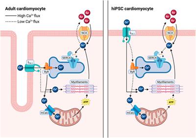 Frontiers | Cardiac calcium regulation in human induced pluripotent ...