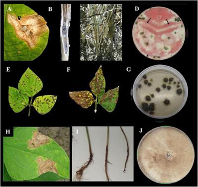 Frontiers | Characterization of fungal pathogens and germplasm ...