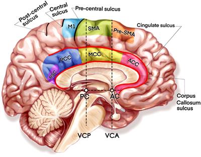 Frontiers | Surgical techniques and function outcome for cingulate ...