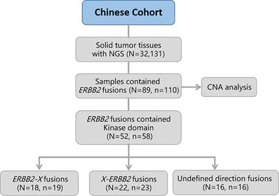 Frontiers | Molecular and clinicopathological characteristics of ERBB2 ...