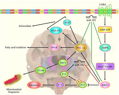 Frontiers | The emerging role of long non-coding RNAs, microRNAs, and ...