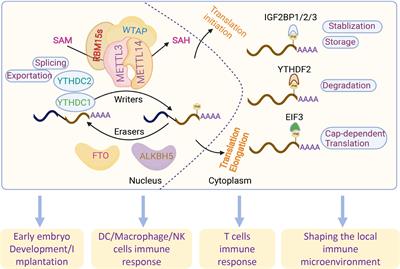 Frontiers | The regulation and potential roles of m6A modifications in ...