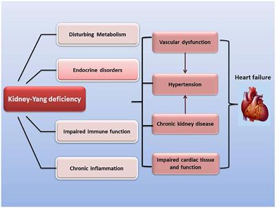 Frontiers | Mechanism of tonifying-kidney Chinese herbal medicine in ...