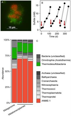 Frontiers | Deep-branching ANME-1c archaea grow at the upper ...