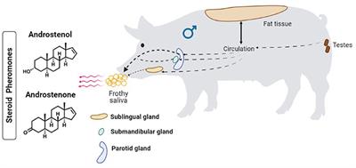 Frontiers | Pheromones, binding proteins, and olfactory systems in the ...