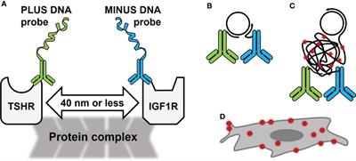 Frontiers | Proximity ligation assay to study TSH receptor ...