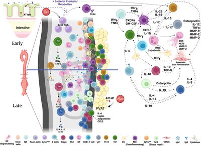Frontiers | Immune and inflammatory mechanisms of abdominal aortic aneurysm