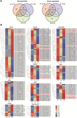 Frontiers | Dynamic transcriptome analysis suggests the key genes ...