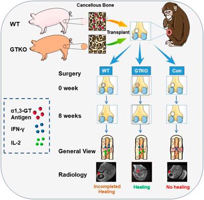 Frontiers | Repair of bone defects in rhesus monkeys with α1,3 ...