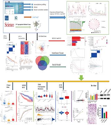 Frontiers | Signature construction and molecular subtype identification ...