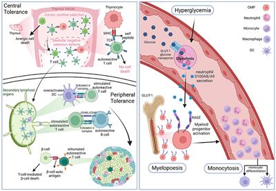 Frontiers | How dysregulation of the immune system promotes diabetes ...
