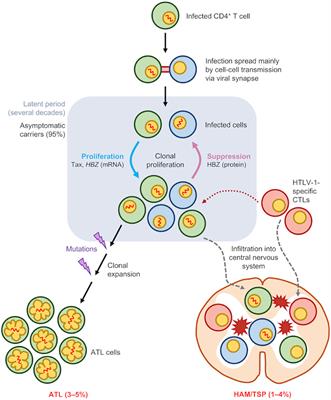 Frontiers | HTLV-1 persistence and leukemogenesis: A game of hide-and ...