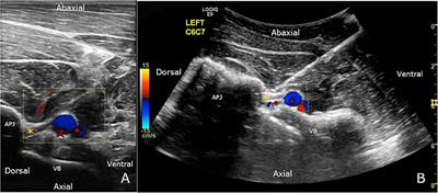 Frontiers | Ultrasound-guided injection technique of the equine ...