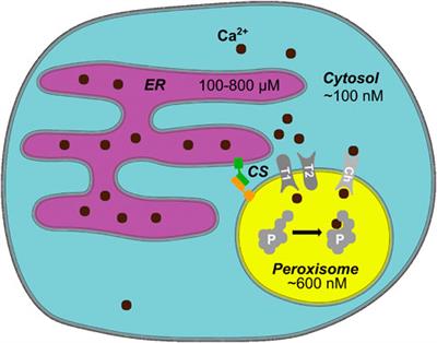Frontiers | Calcium in peroxisomes: An essential messenger in an ...