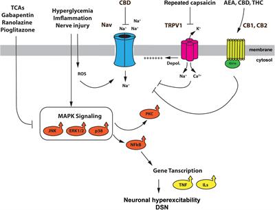 Frontiers | Voltage-gated sodium channels in diabetic sensory ...