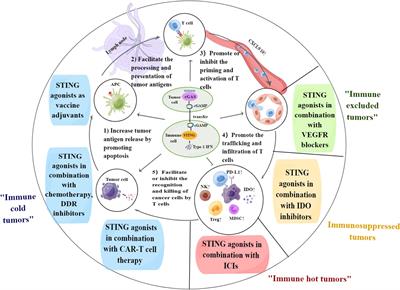 Frontiers | Cancer immunotherapy strategies that target the cGAS-STING ...