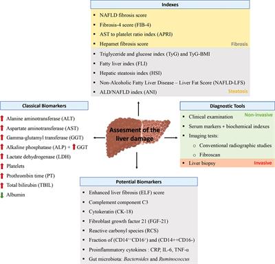 Frontiers | Nonalcoholic fatty liver disease in inflammatory arthritis ...