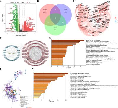 Frontiers | A novel hypoxia- and lactate metabolism-related signature ...