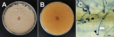 Frontiers | Biocontrol action of Trichothecium roseum against the wheat ...
