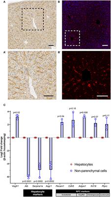 Frontiers | Hepatic factor may not originate from hepatocytes